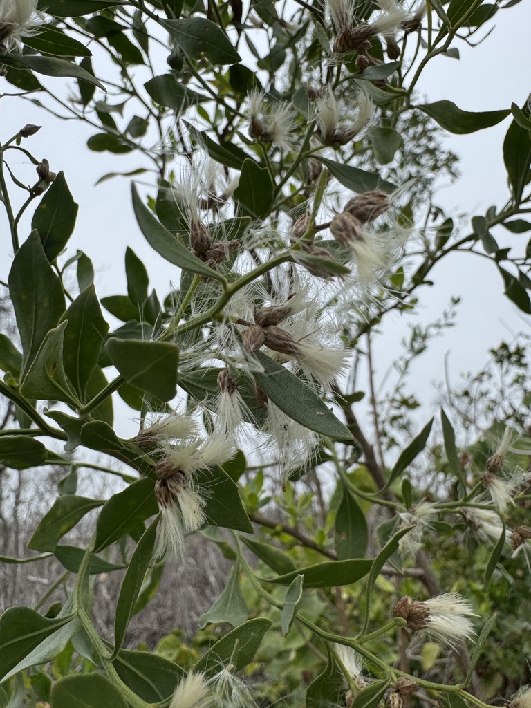 groundsel tree from Weedon Dr NE, Saint Petersburg, FL, US on December ...