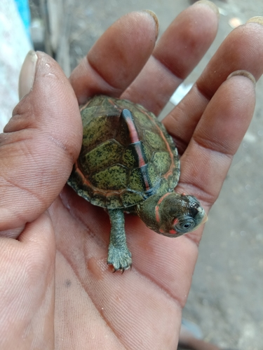 Indian Tent Turtle