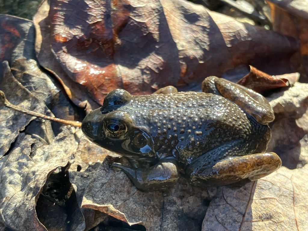 American Bullfrog from SR-193, La Fayette, GA, US on December 30, 2024 ...