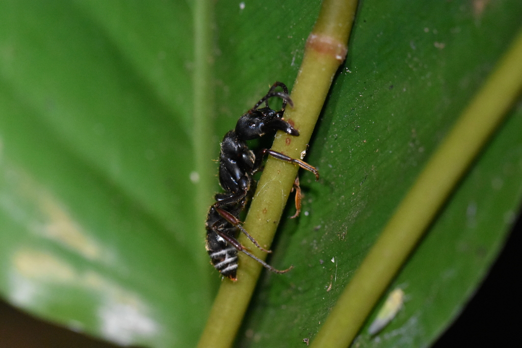 African stink ant from Masindi-Distrikt, Uganda on January 17, 2019 by ...