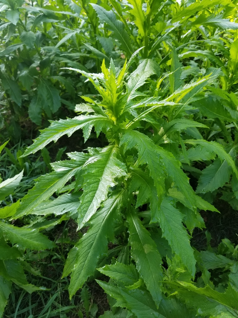 American burnweed from Burton Township, OH, USA on July 25, 2019 at 08: ...