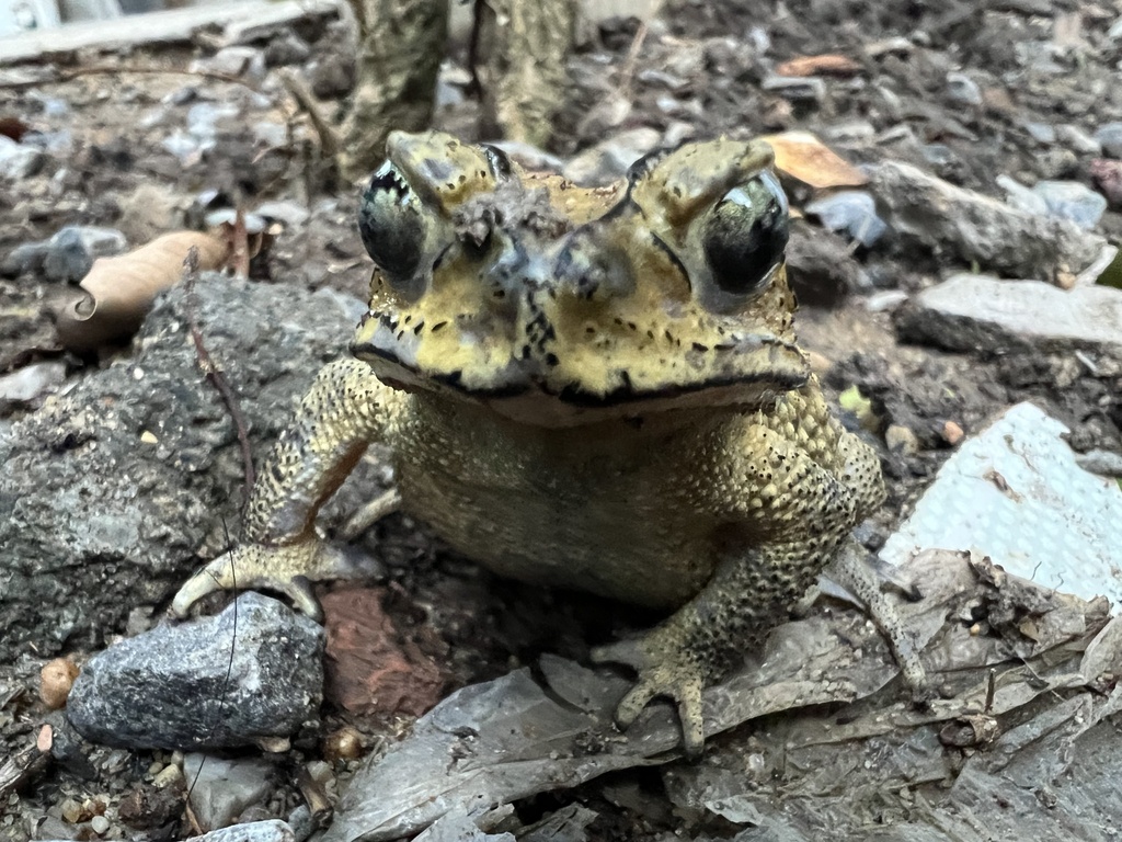 Asian Common Toad from Ratchaphruek Rd., Bangkok, Bangkok, TH on ...