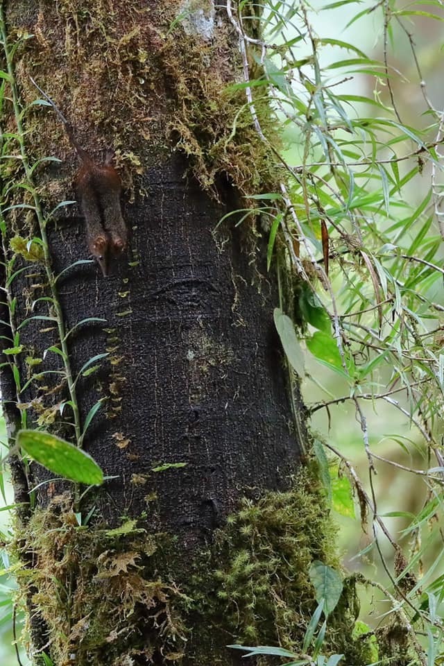 Narrow-striped Marsupial Shrew from Pegunungan Arfak, Provincia de ...