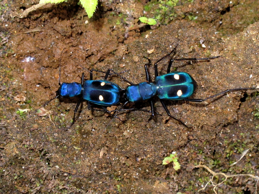 Central American Montane Tiger Beetle from Puntarenas, Monteverde ...
