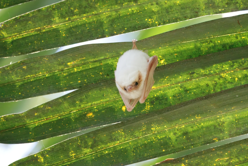 Northern Ghost Bat from Provincia de Puntarenas, Garabito, Costa Rica ...