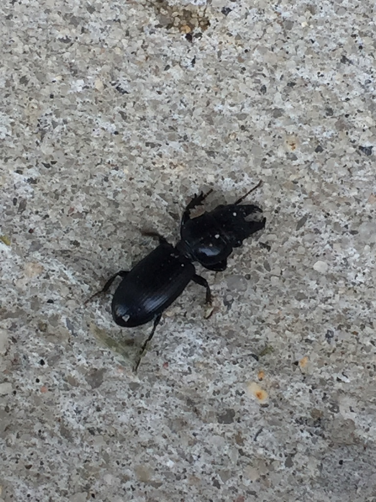 Big-headed Ground Beetle from 5 Lois Ln, Farmingdale, NY, US on July 25 ...