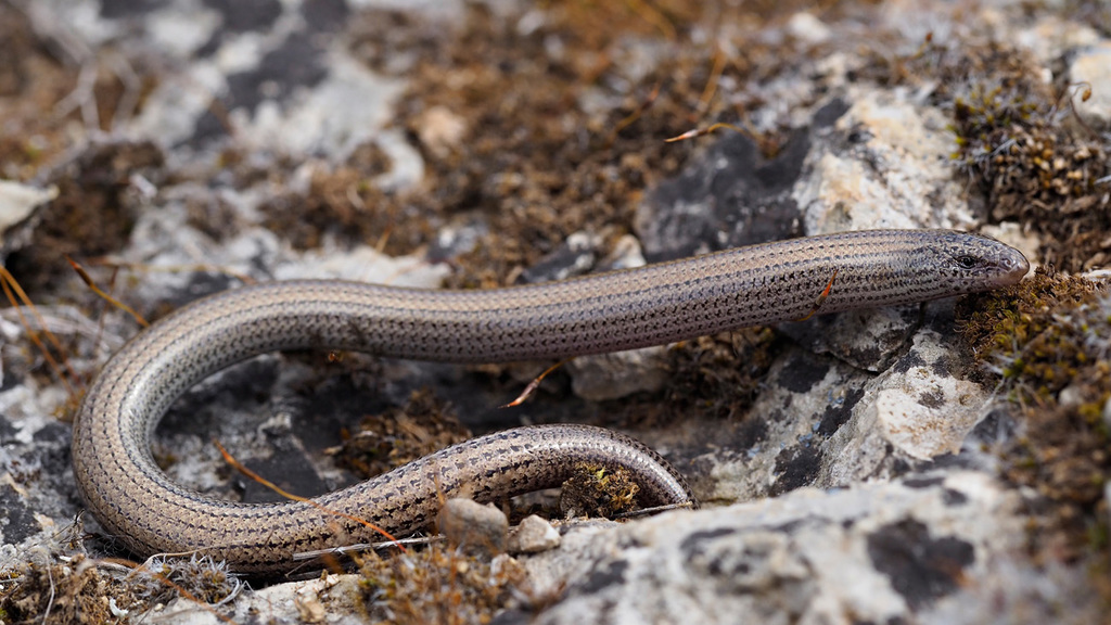 Greek Limbless Skink from stimfalos on April 04, 2017 at 12:36 PM by ...