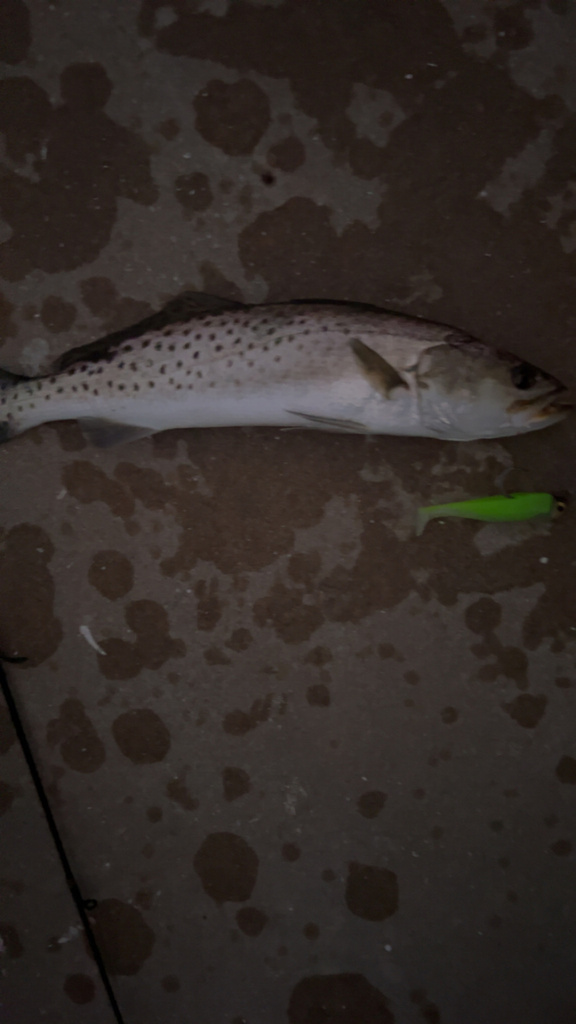 Spotted Seatrout from Tampa Bay, Saint Petersburg, FL, US on December ...