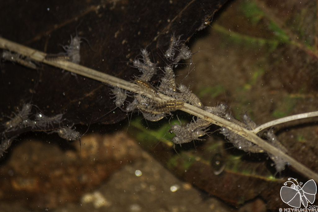 Isopoda Asellidae