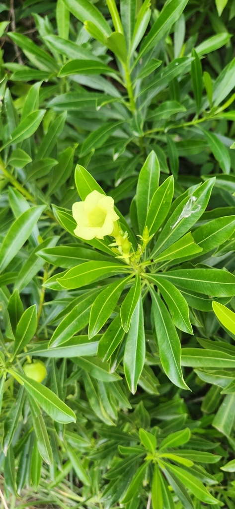 Cascabela gaumeri from 97326 Yucatan, Mexico on December 28, 2024 at 07 ...