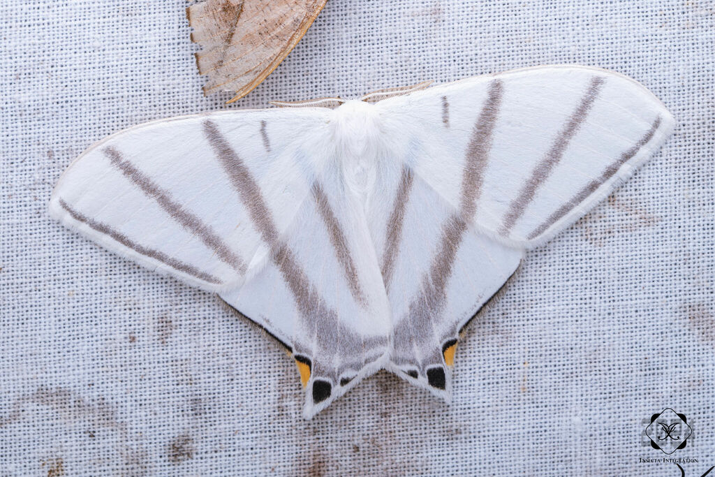 Therinia transversaria from Puntarenas Province, Osa, 哥斯达黎加 on December ...