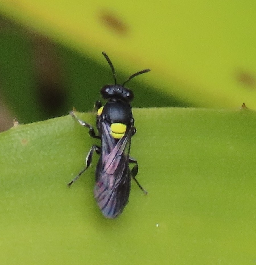 Amphylaeus nubilosellus from Wallaga Lake NSW 2546, Australia on ...
