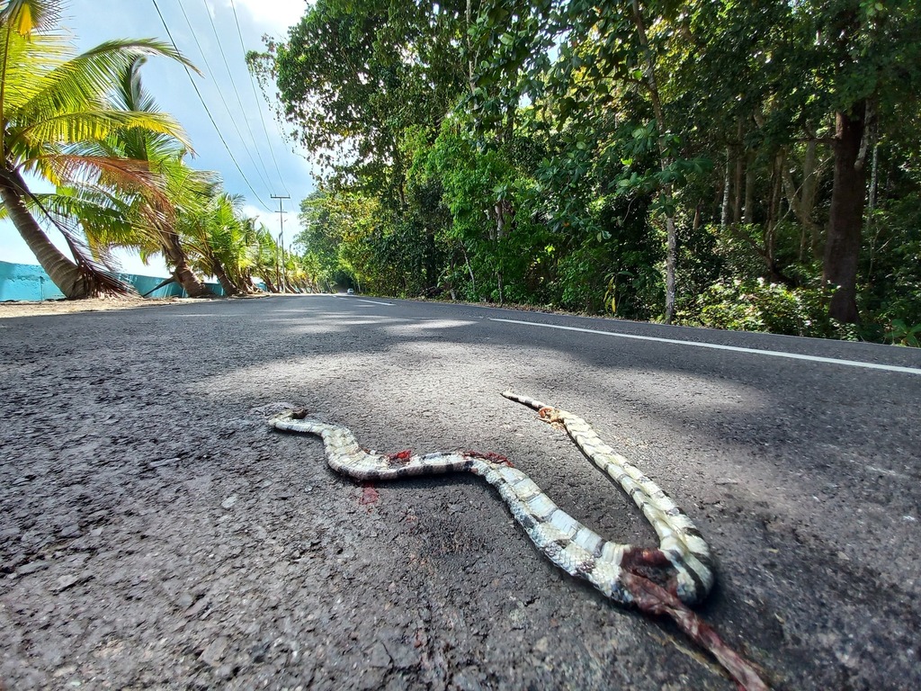 Yellow-lipped Sea Krait from Andaman and Nicobar Islands, India on ...