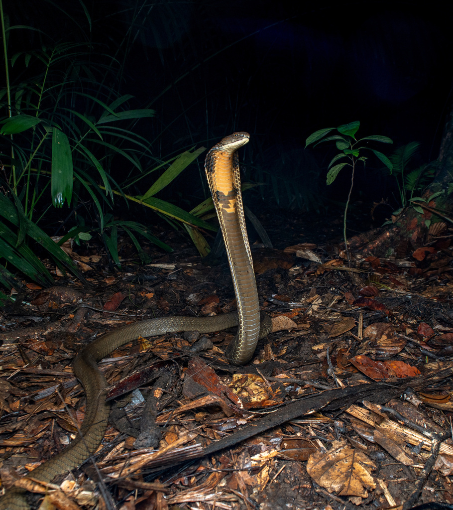 Mapa Do Habitat Da Cobra Rei Top: Map Showing The Distribution Of The