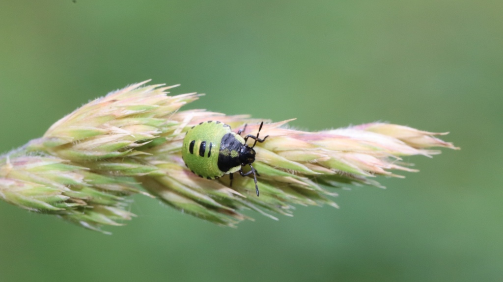 What is this beetle? : r/bugidentification