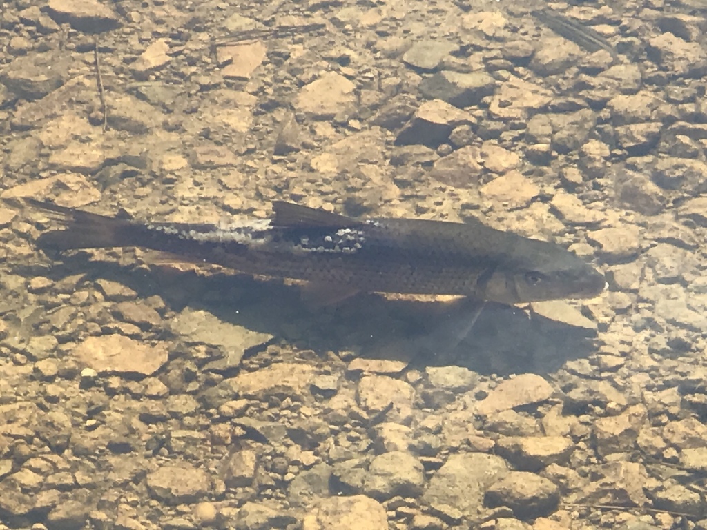 Spotted Sucker from 4057–4085 Highway 162, Marianna, FL, US on July 25 ...