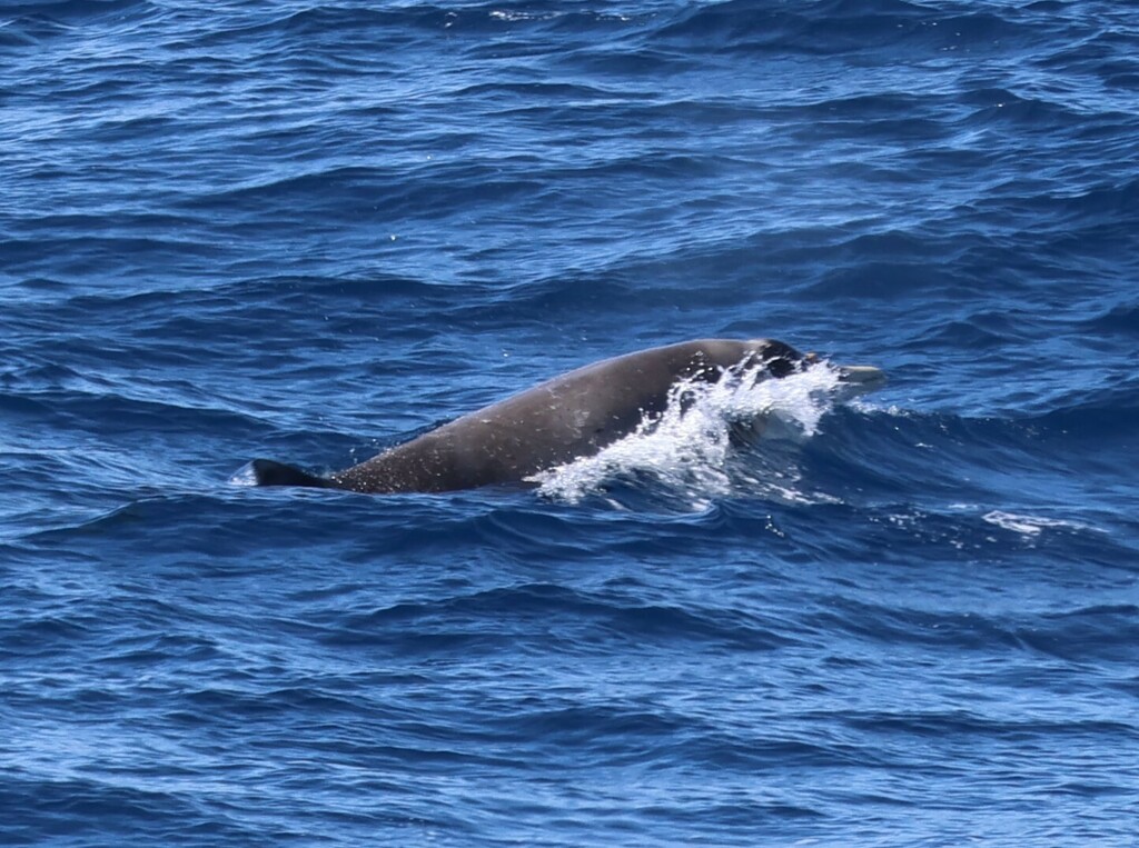 Strap-toothed Beaked Whale on December 31, 2024 at 10:59 AM by ...