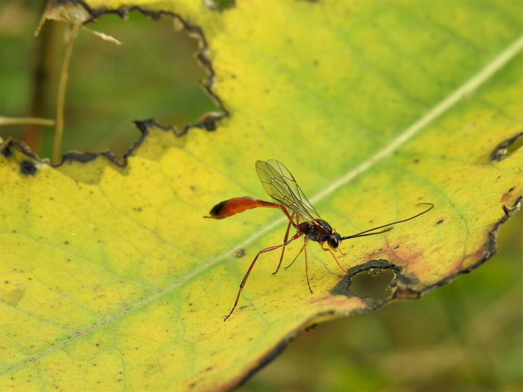 Charops from Orillia, ON, Canada on August 29, 2020 at 11:19 AM by ...
