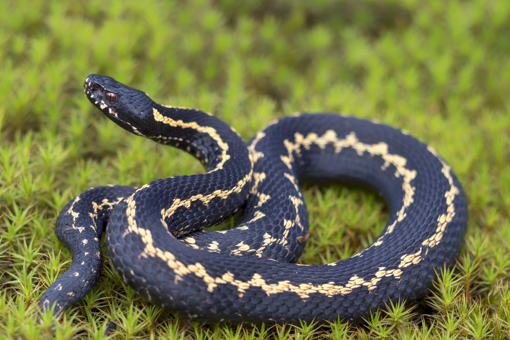 Caucasian Viper in June 2019 by Clo · iNaturalist