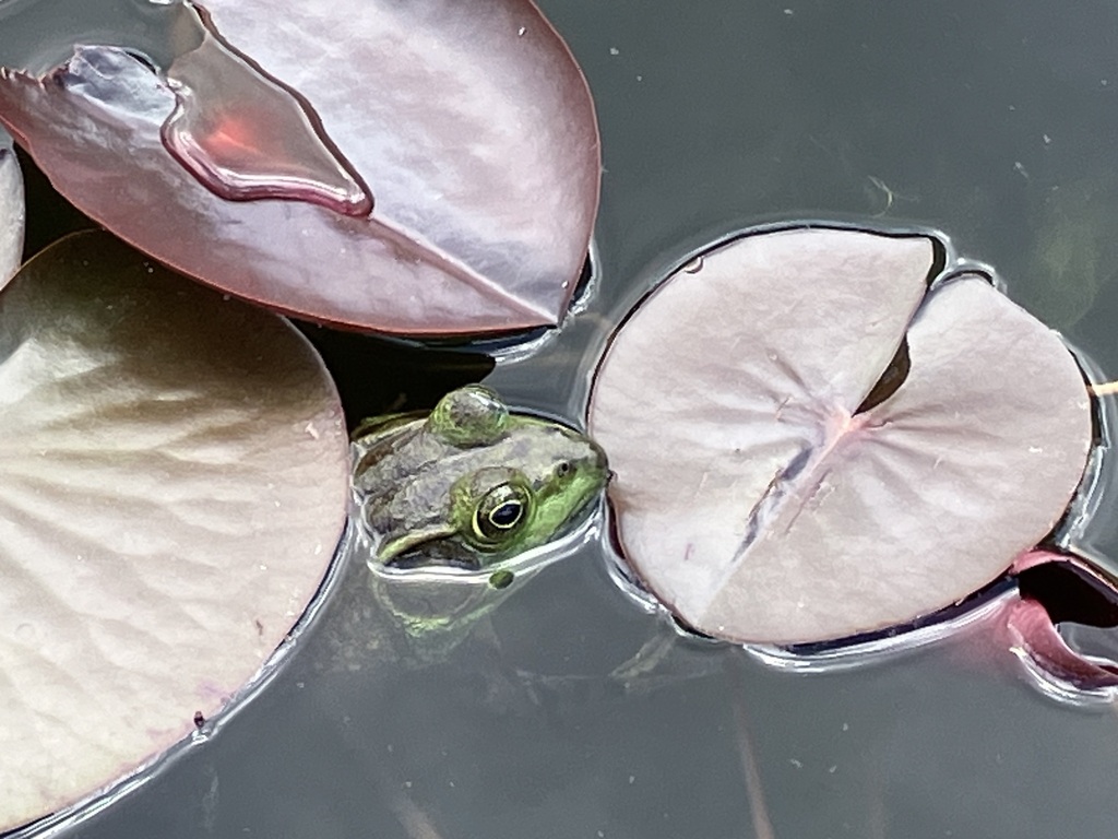 American Bullfrog from Atlanta Botanical Garden, 1345 Piedmont Ave NE ...
