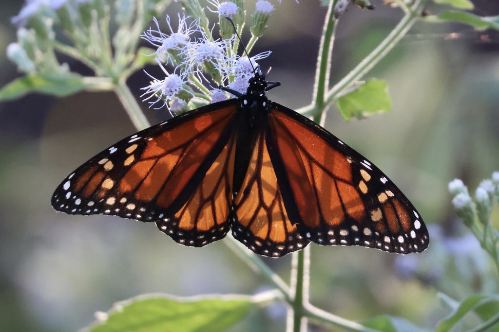Monarch from Bonita Springs, FL, US on December 30, 2024 at 04:37 PM by ...