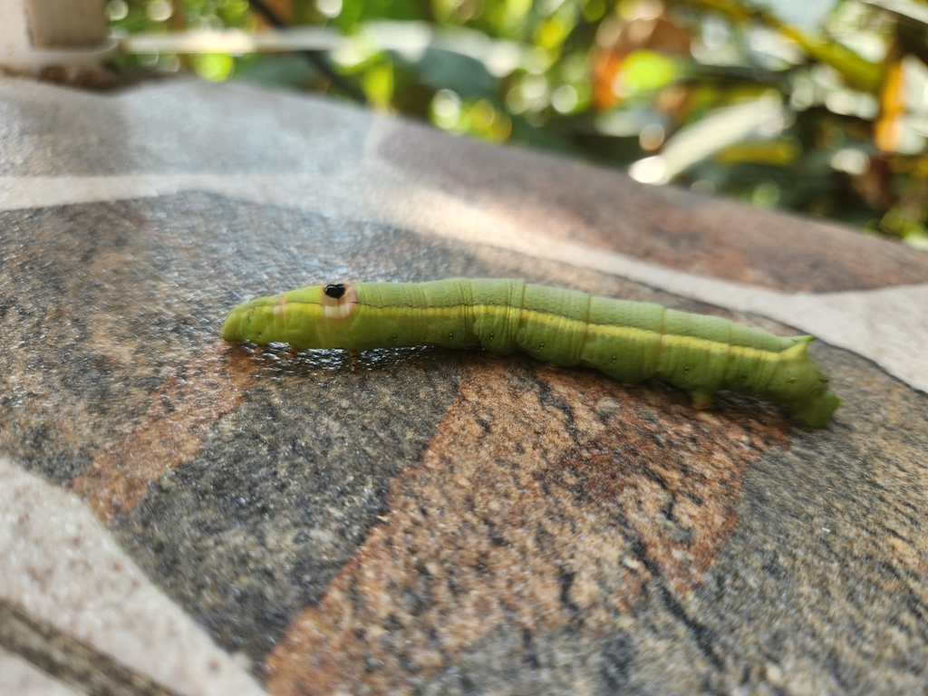 Ello Sphinx from Tena, Cundinamarca, Colombia on December 31, 2024 at ...