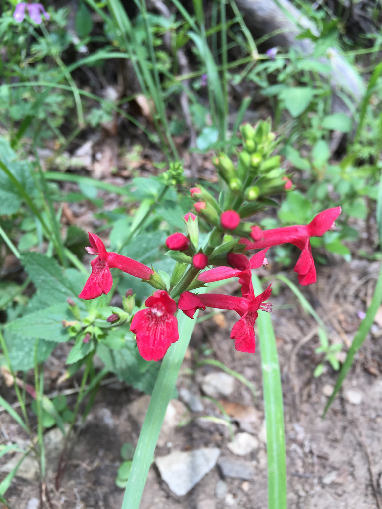 scarlet hedgenettle from Coronado National Forest, Sonoita, AZ, US on ...