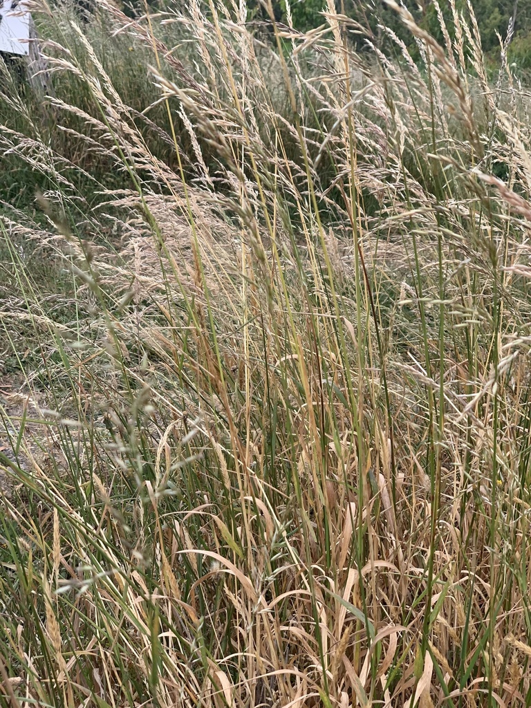 tall oat grass from Callignee South Rd, Callignee South, VIC, AU on ...