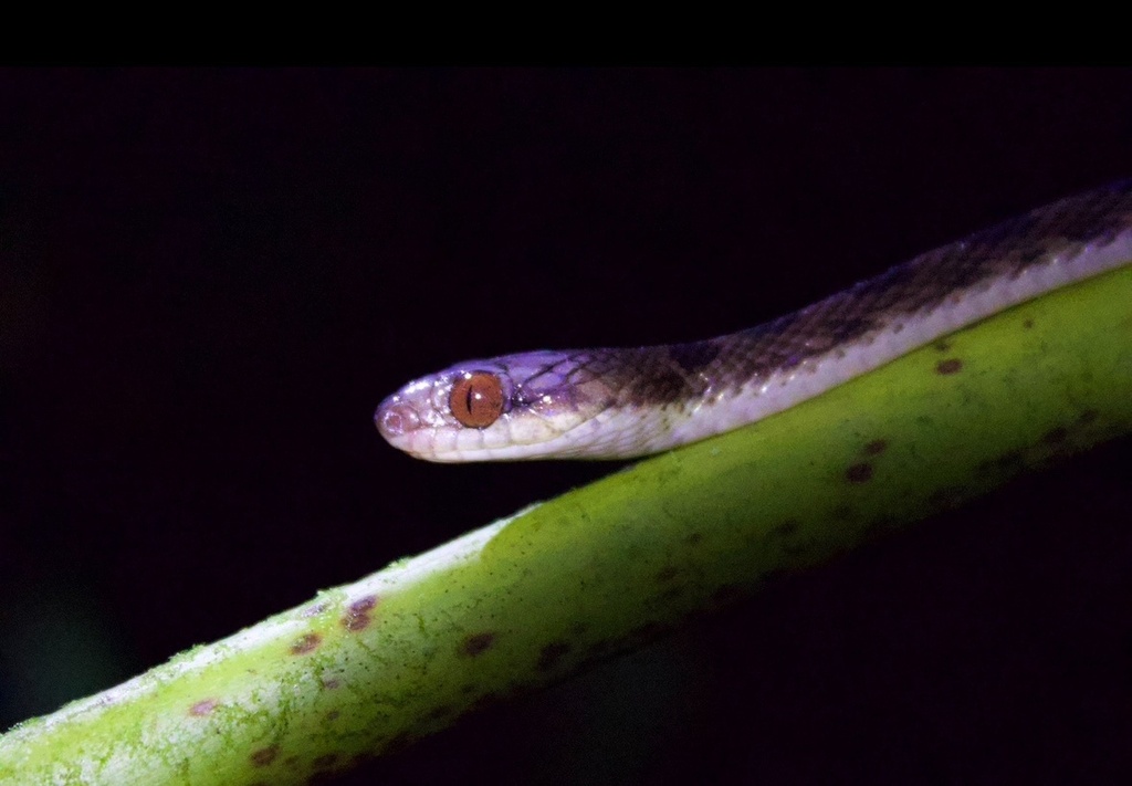 Ornate Cat-eyed Snake from Arenal Volcano National Park, San Carlos ...