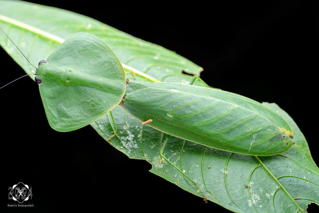 Peruvian Shield Mantis from Puntarenas Province, Osa, 哥斯达黎加 on December ...