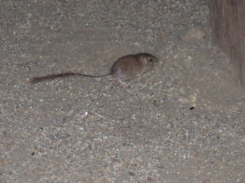 Spiny Pocket Mouse from Anza-Borrego Desert State Park, Borrego Springs ...
