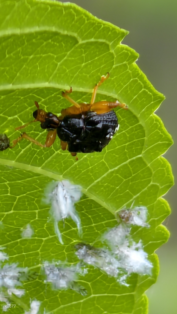 Phymatapoderus latipennis from Yulin, TW-TA, TW on January 01, 2025 at ...