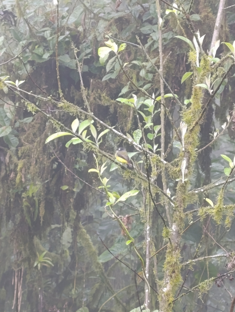 Ornate Flycatcher from Cantón de Chilla, Ecuador on December 30, 2024 ...