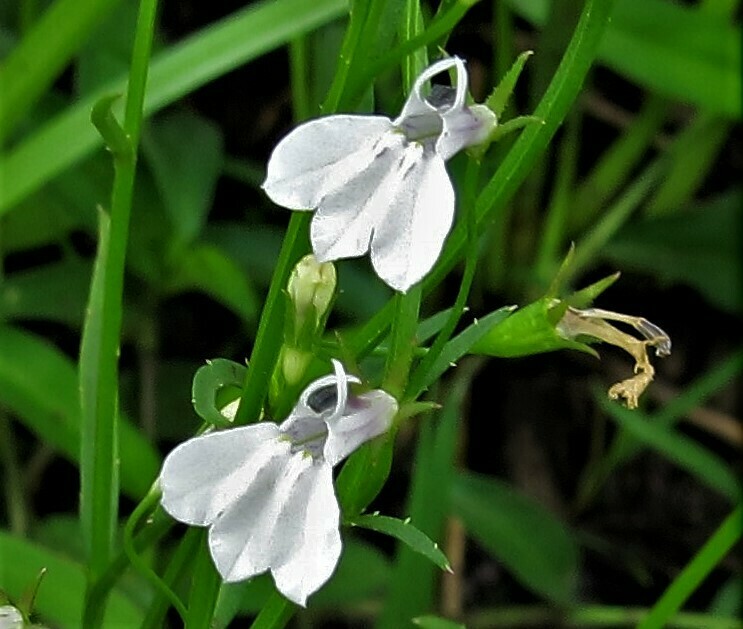 Floppy Lobelia (Mbuluzi Flowers - White) · iNaturalist