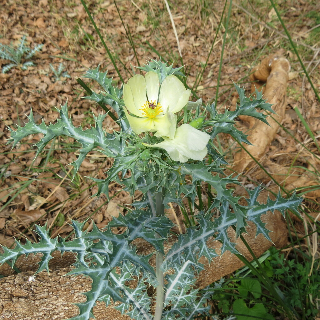 Mexican Poppy (Mbuluzi Flowers - White) · iNaturalist
