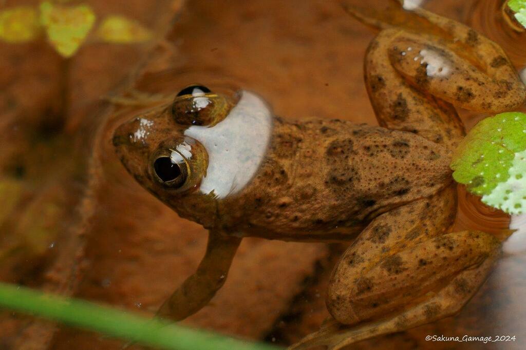 Common skittering frog in July 2024 by Sakuna Nethraja Gamage · iNaturalist