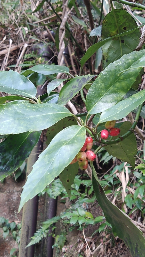 Japanese aucuba from 1204 Nashimoto, Kawazu, Kamo District, Shizuoka ...