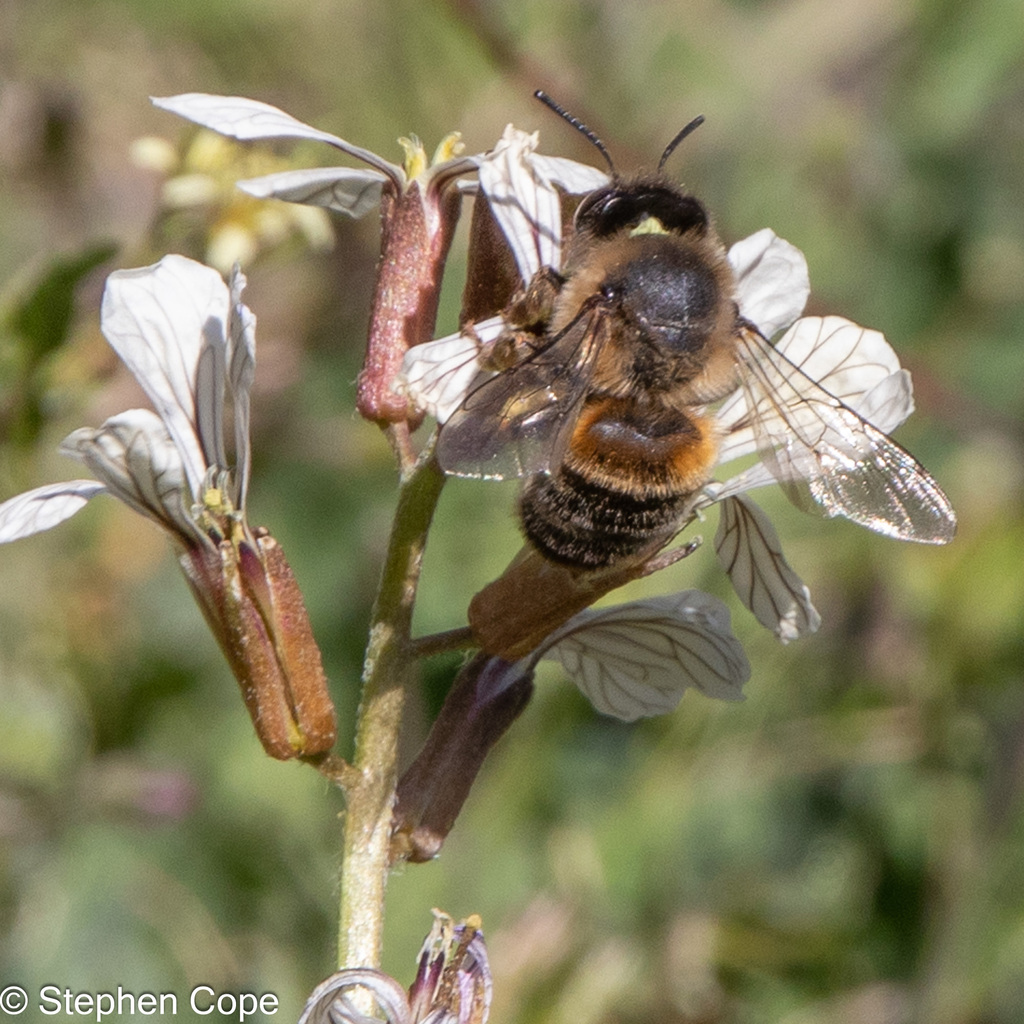Apine Bees from Rambla de Oria, Almería, Spain on March 23, 2021 at 02: ...