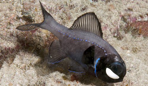 Ojos de linterna (Familia Anomalopidae) · iNaturalist Mexico