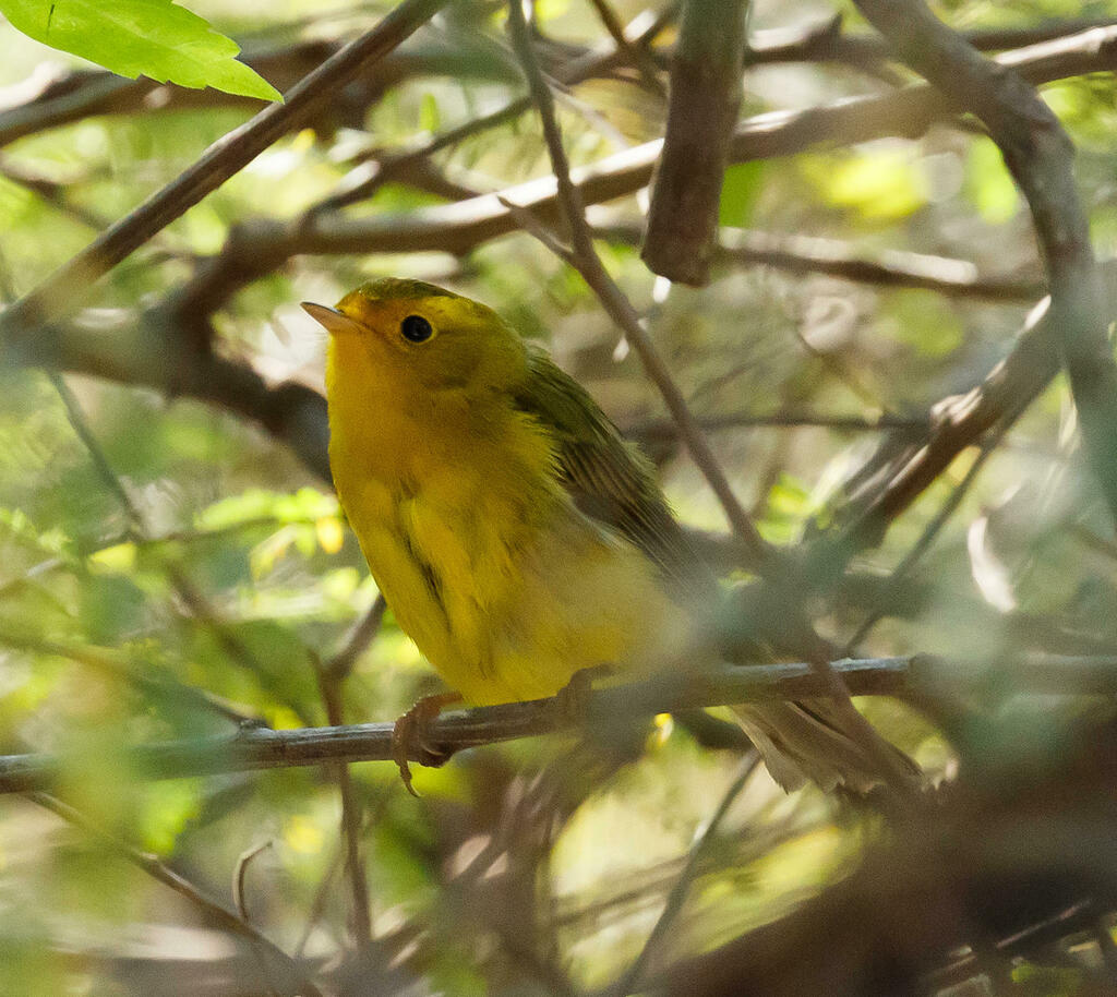 Wilson's Warbler from Hidalgo County, US-TX, US on December 26, 2024 at ...