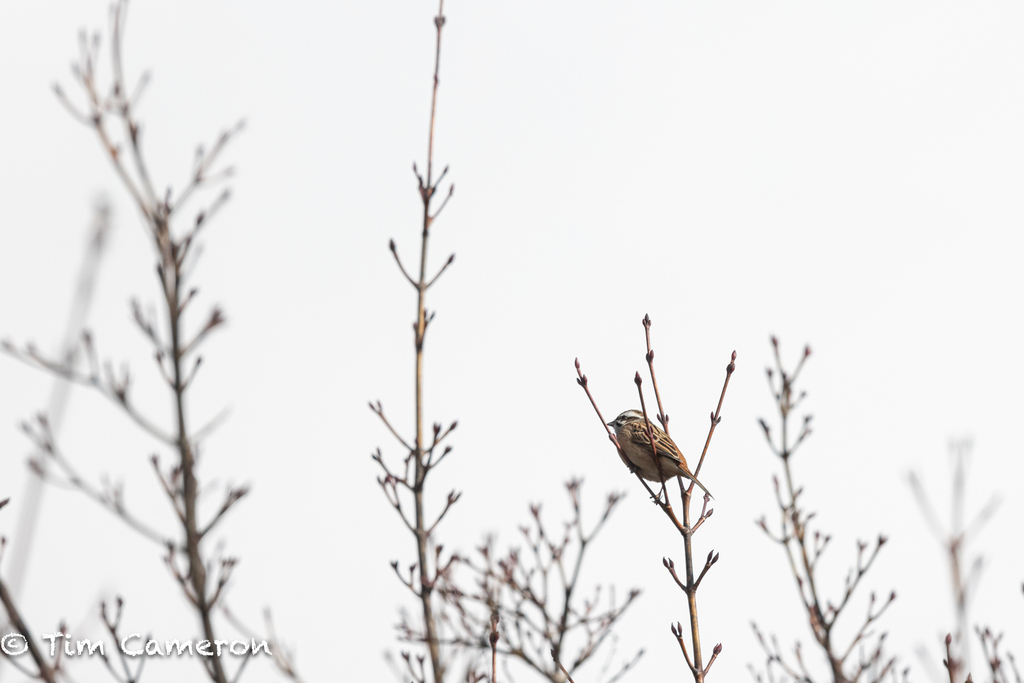 Meadow Bunting from Nada Ward, Kobe, Hyogo, Japan on December 24, 2024 ...