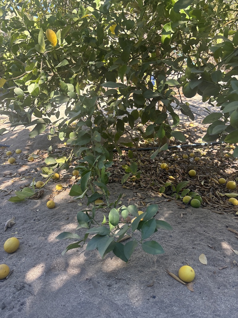 Lemon from 183, El Pescadero, B.C.S., MX on January 1, 2025 at 11:51 AM ...