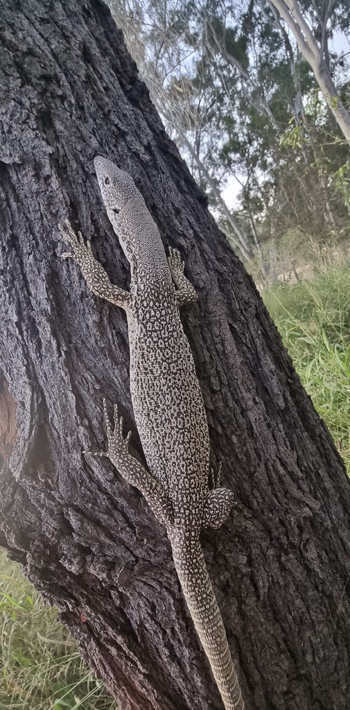 Banded/Spotted Tree Monitor Complex from Valkyrie, QLD, AU on February ...