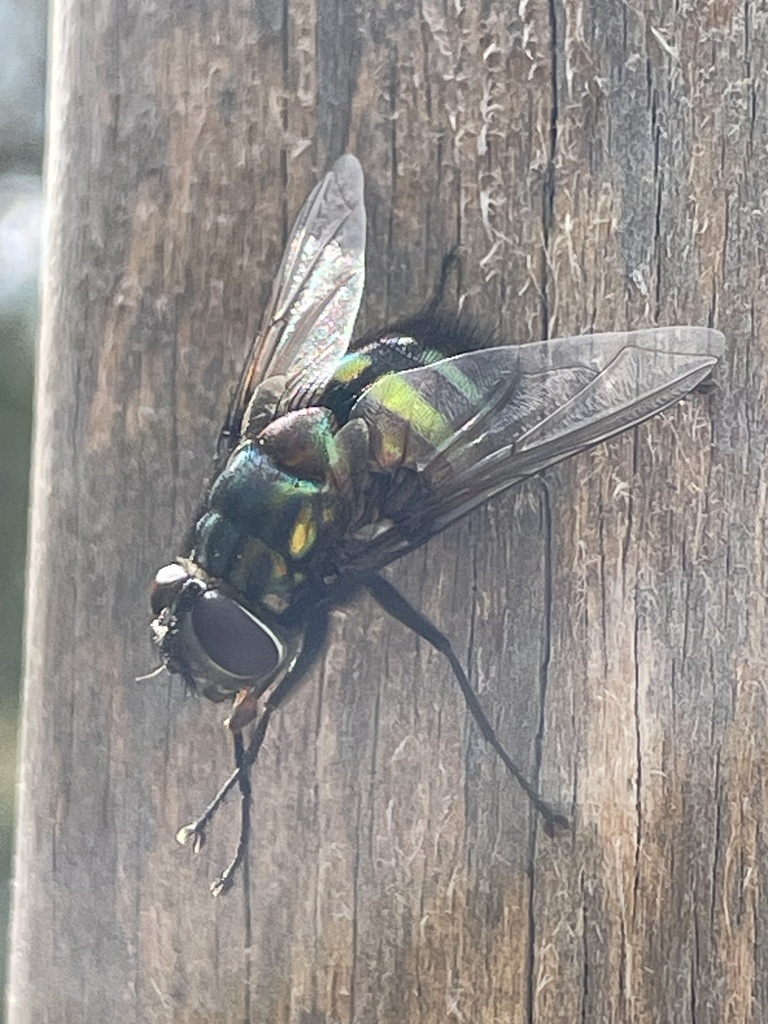 Chrysorutilia from Dam Wall Walk, Frankston South, VIC, AU on January 2 ...
