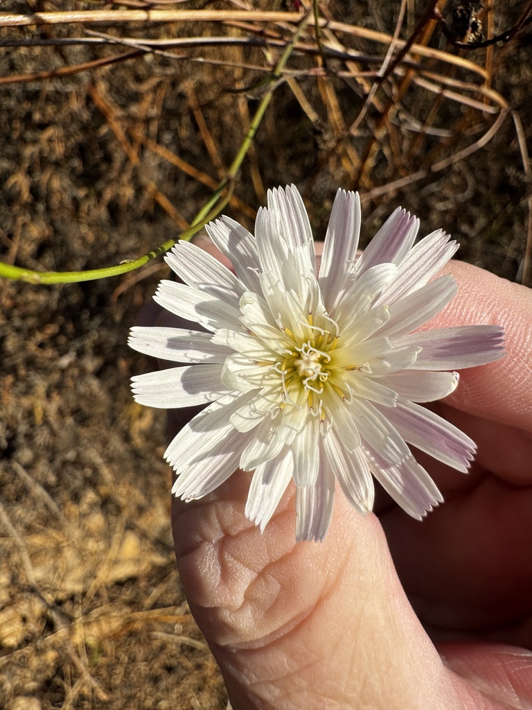 Cliff Aster from Marshall Canyon Regional Park, La Verne, CA, US on January 1, 2025 at 03:00 PM ...
