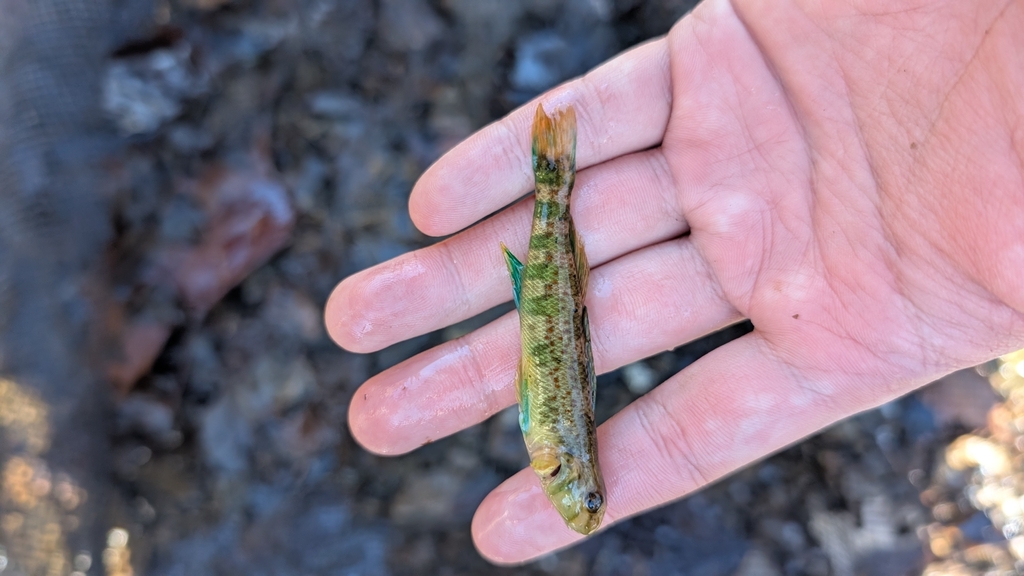 Greenside Darter from Washington Township, MO, USA on January 1, 2025 ...