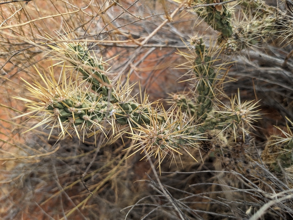 Silver Cholla from St. George, UT, USA on January 1, 2025 at 02:54 PM ...
