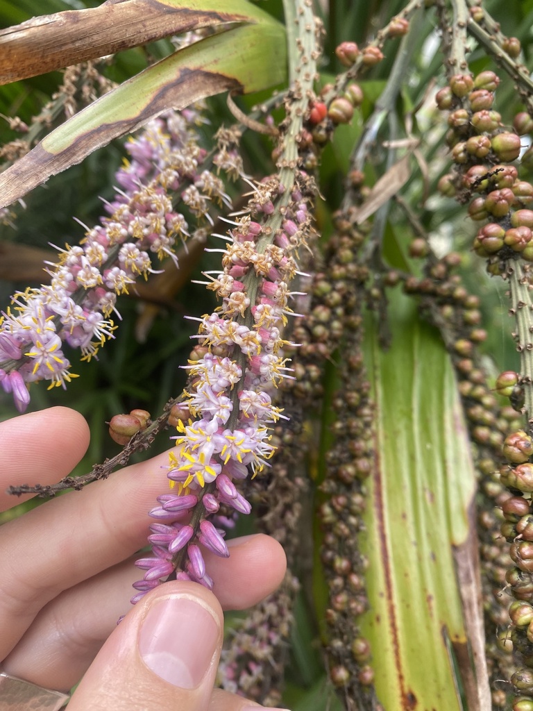 Slender Palm Lily from Centennial Park, Centennial Park, NSW, AU on ...