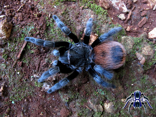 Yucatán Rust Rump Tarantula observed by arachnida on August 2, 2014 ...