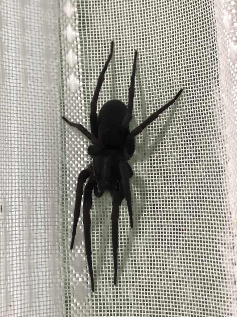 Zorocrates from Calle Júpiter, Tequixquiac, Edo. Méx., MX on November 6 ...